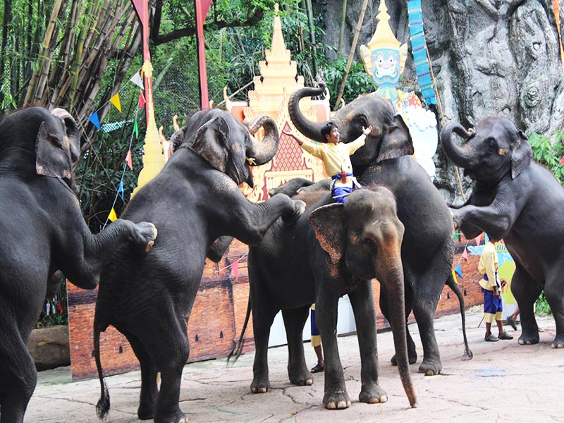 Live Elephant Shows at Safari Park